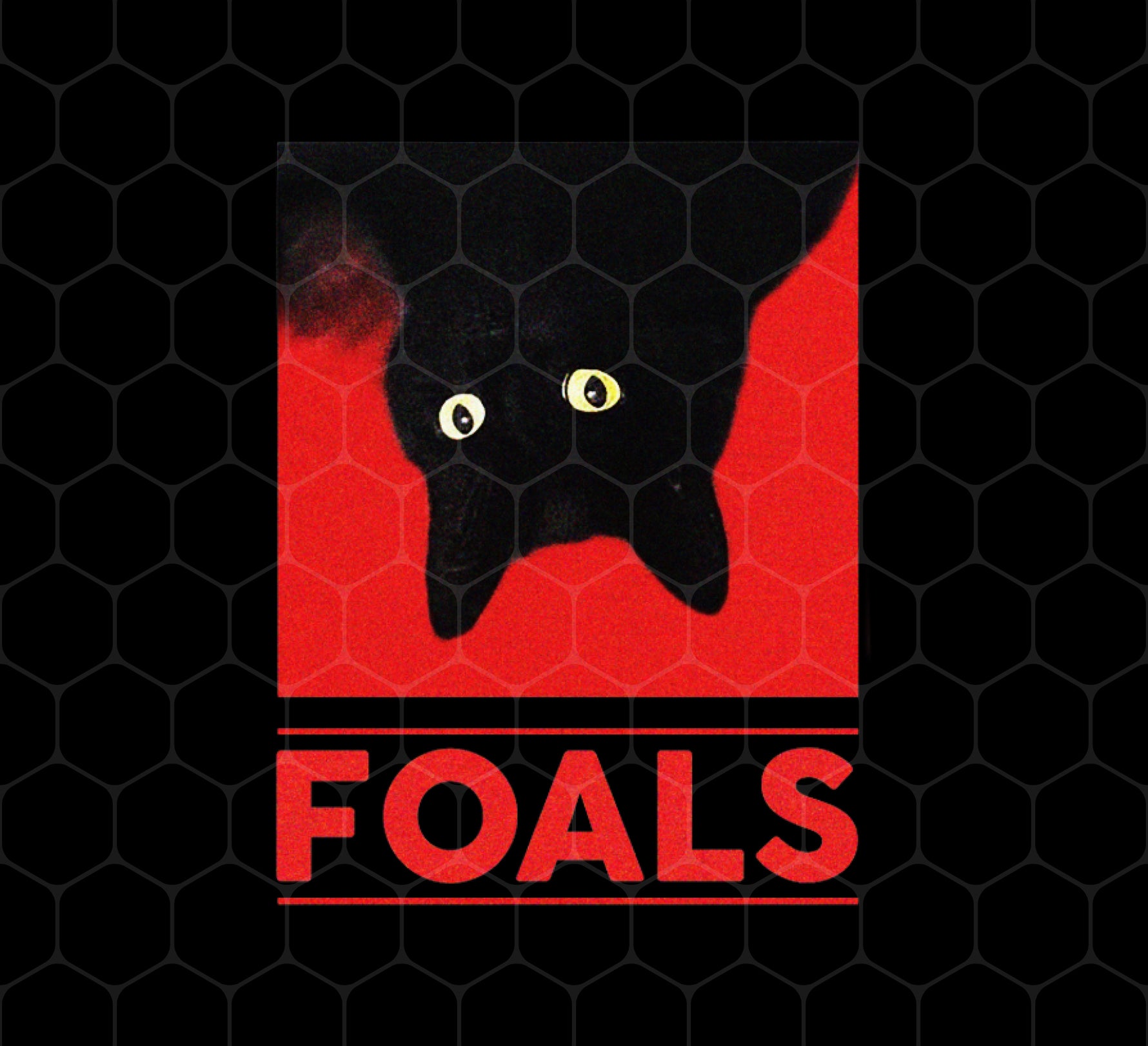 Black Cat, Foals Tour, Love Foals Cat, Best Of Foals, My Love My Cat ...